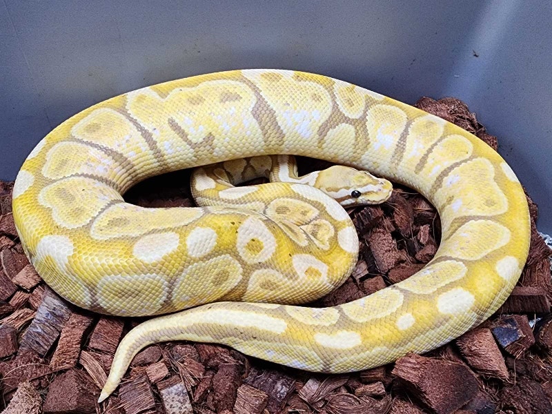 Female Super Pastel Banana het Puzzle Ball Python | Reptiles ...