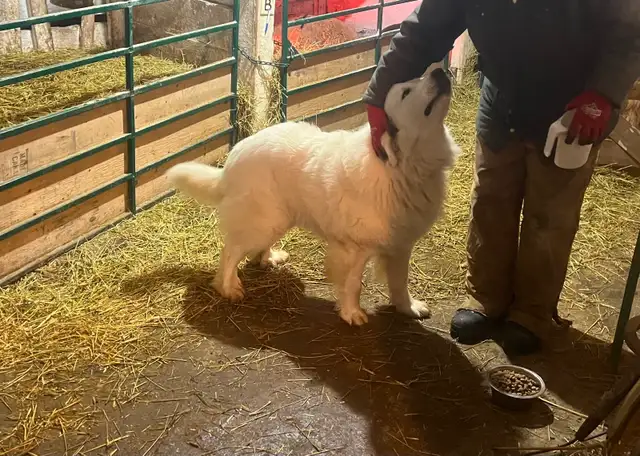 Great Pyrenees/Maremma Livestock guardian Puppies | Dogs & Puppies for ...