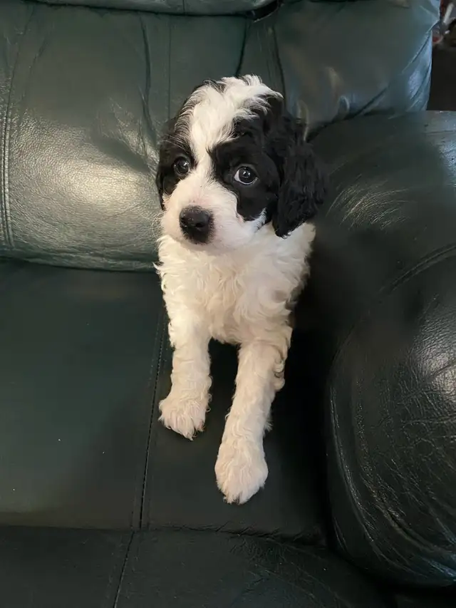 cockapoo puppies | Dogs & Puppies for Rehoming | 100 Mile House | Free ...