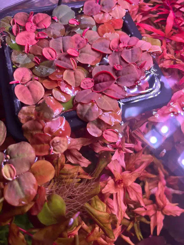 Red Root Floaters - May have some duckweed | Fish for Rehoming | City ...