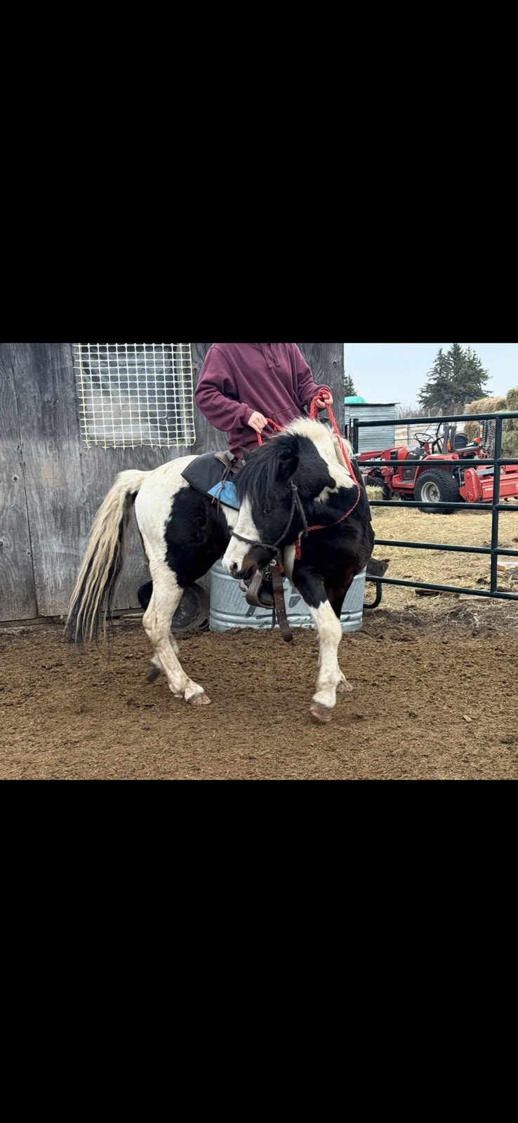 Sold-welsh pony | Horses & Ponies for Rehoming | Medicine Hat | Free ...