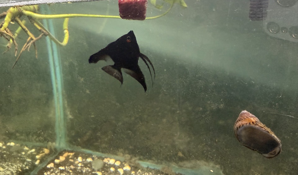 angel fish and parrot fish and corydoras and nerite snails | Fish for ...