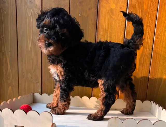 Cavapoo Toy Top Qualité | Dogs & Puppies for Rehoming | Longueuil ...
