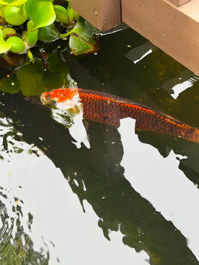 Koi fish | Fish for Rehoming | Hamilton | Free local classifieds - Kijiji