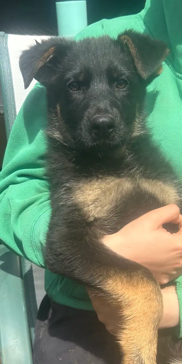 Shepherd puppies | Dogs & Puppies for Rehoming | Thunder Bay | Free ...
