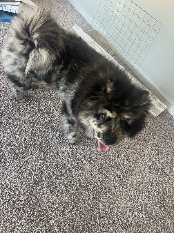 Merle CHOW CHOW female- rare special colour chow chow | Dogs & Puppies ...
