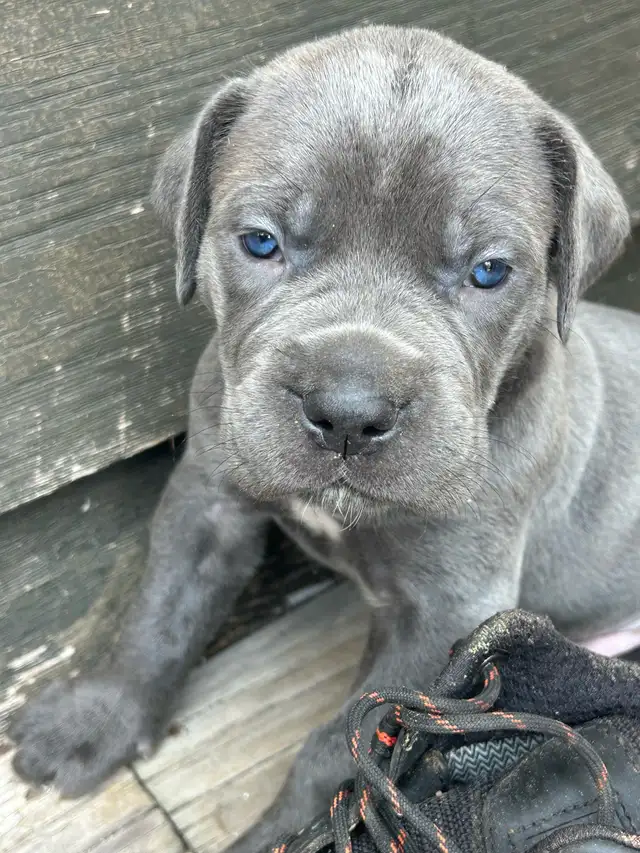 Cane corso x English mastiff pups for sale | Dogs & Puppies for ...