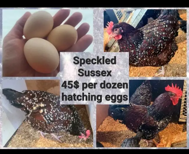 Speckled Sussex Hatching Eggs & Chicks | Livestock | Kitchener ...