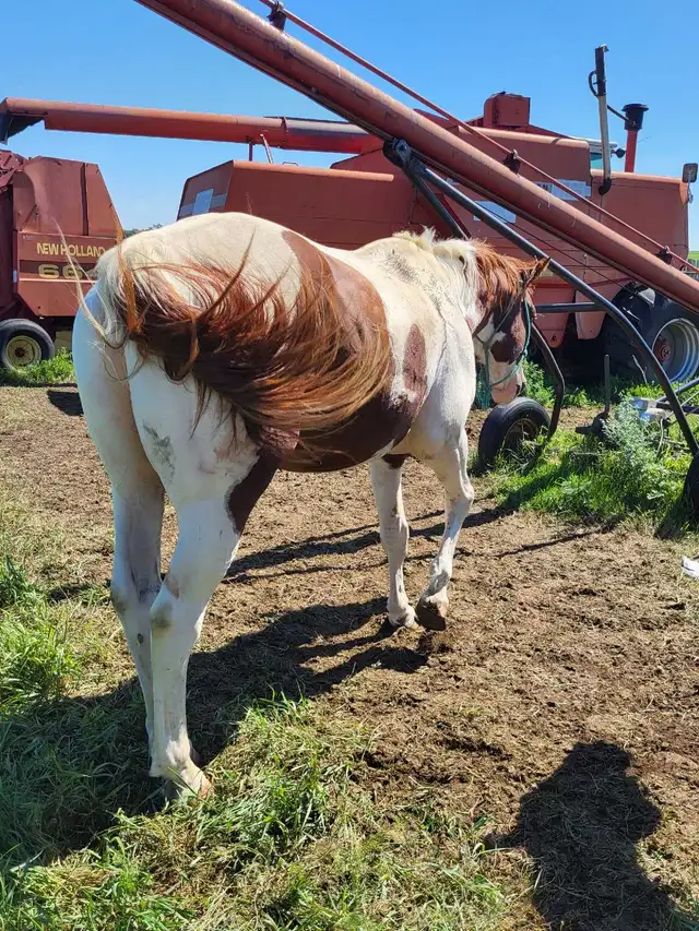 15 year old paint gelding, broke | Horses & Ponies for Rehoming ...