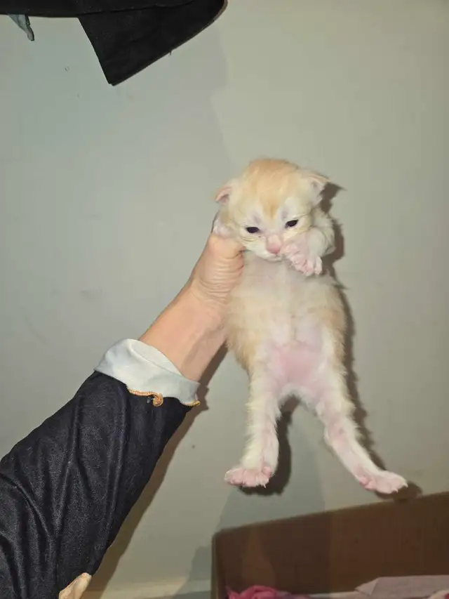 Maine Coon polydactile TICA male Cream Smoke | Cats & Kittens for ...