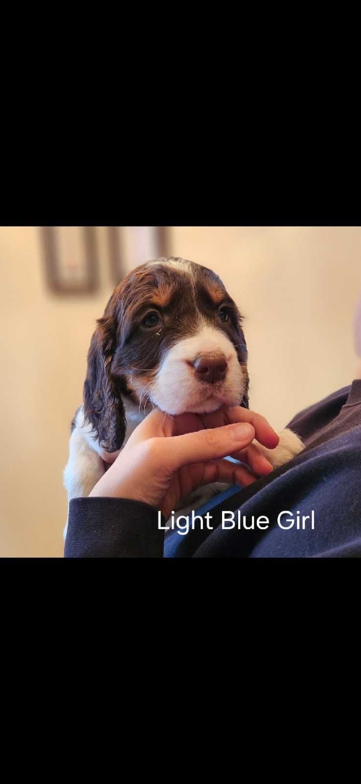 English Springer Spaniel Puppies looking for their new home | Dogs ...