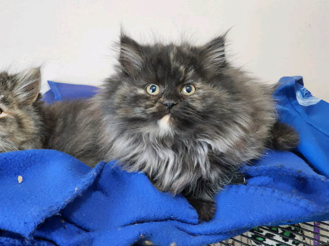 Dollface Persian Kittens Cats And Kittens For Rehoming Red Deer Kijiji