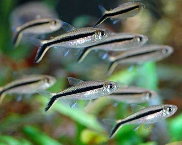 Rehoming 9 penguin tetras | Fish for Rehoming | Winnipeg | Free local ...