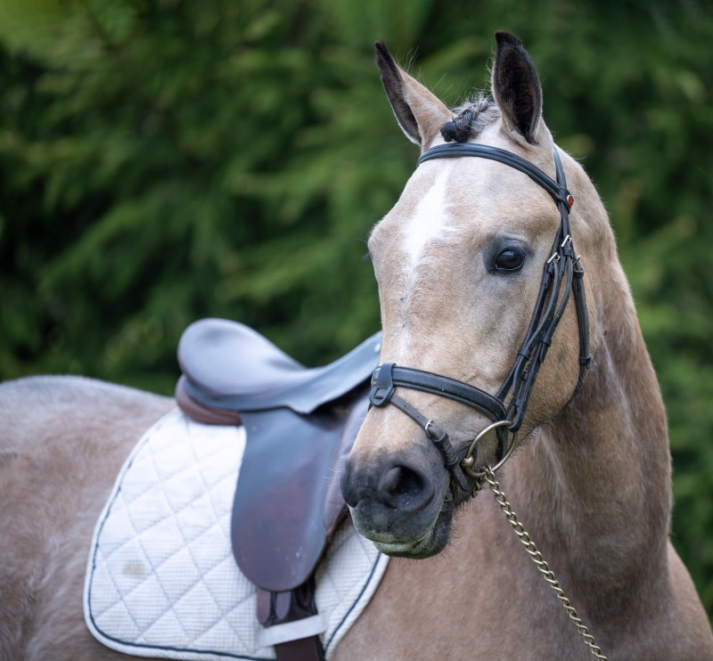 2021 Registered CSHA Filly - Hunter, Jumper, Eventer Prospect | Horses ...