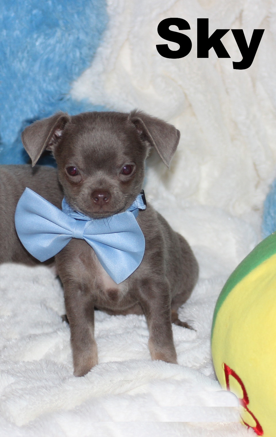 Chihuahua ️Mâle Bleu mini ️Protection100%.GarantieTop Qualité★★ | Dogs ...