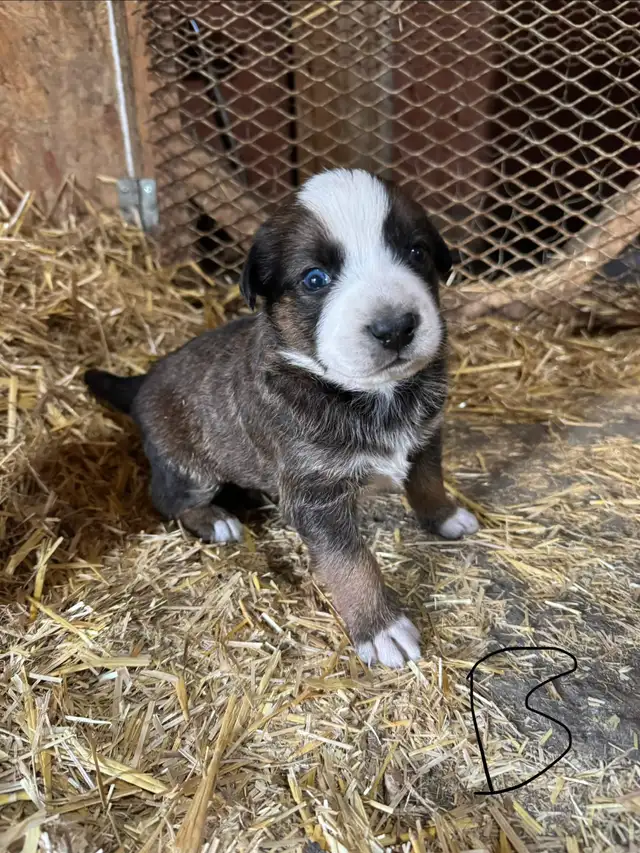 Puppies for sale! | Dogs & Puppies for Rehoming | Red Deer | Free local ...
