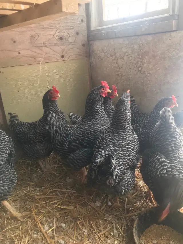 Heritage Line Plymouth Barred Rock Hens | Livestock | Kingston | Free ...