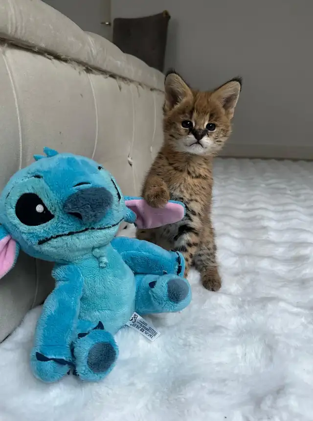 Serval Kitten Available | Cats & Kittens for Rehoming | City of ...