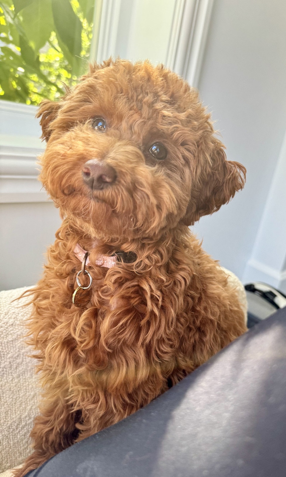 Caniche toy dark red | Dogs & Puppies for Rehoming | Longueuil / South ...