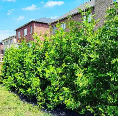 325 ads for cedar trees in All Categories in Ontario | Kijiji Marketplaces