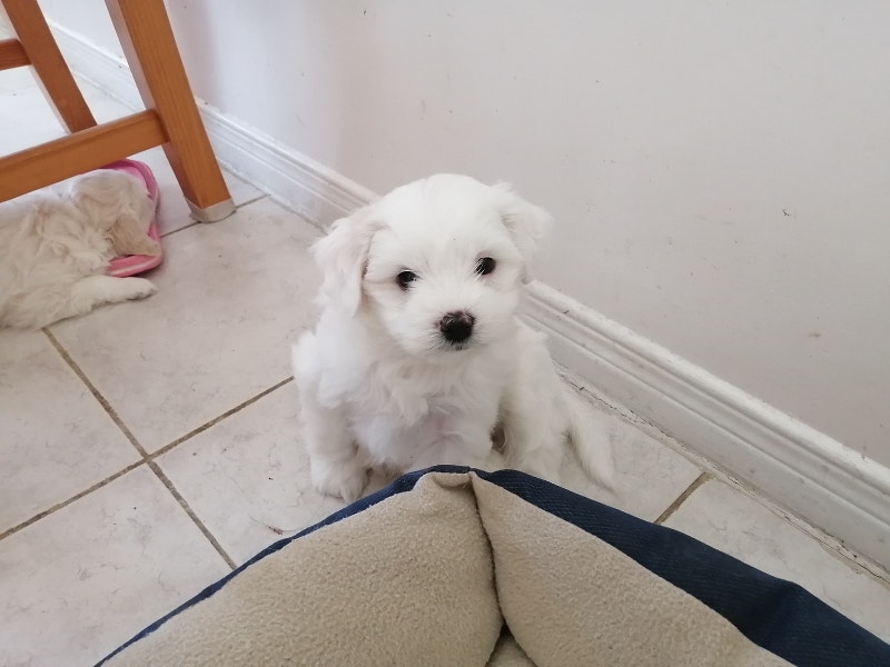 Pomapoo puppies are ready to new home | Dogs & Puppies for Rehoming ...
