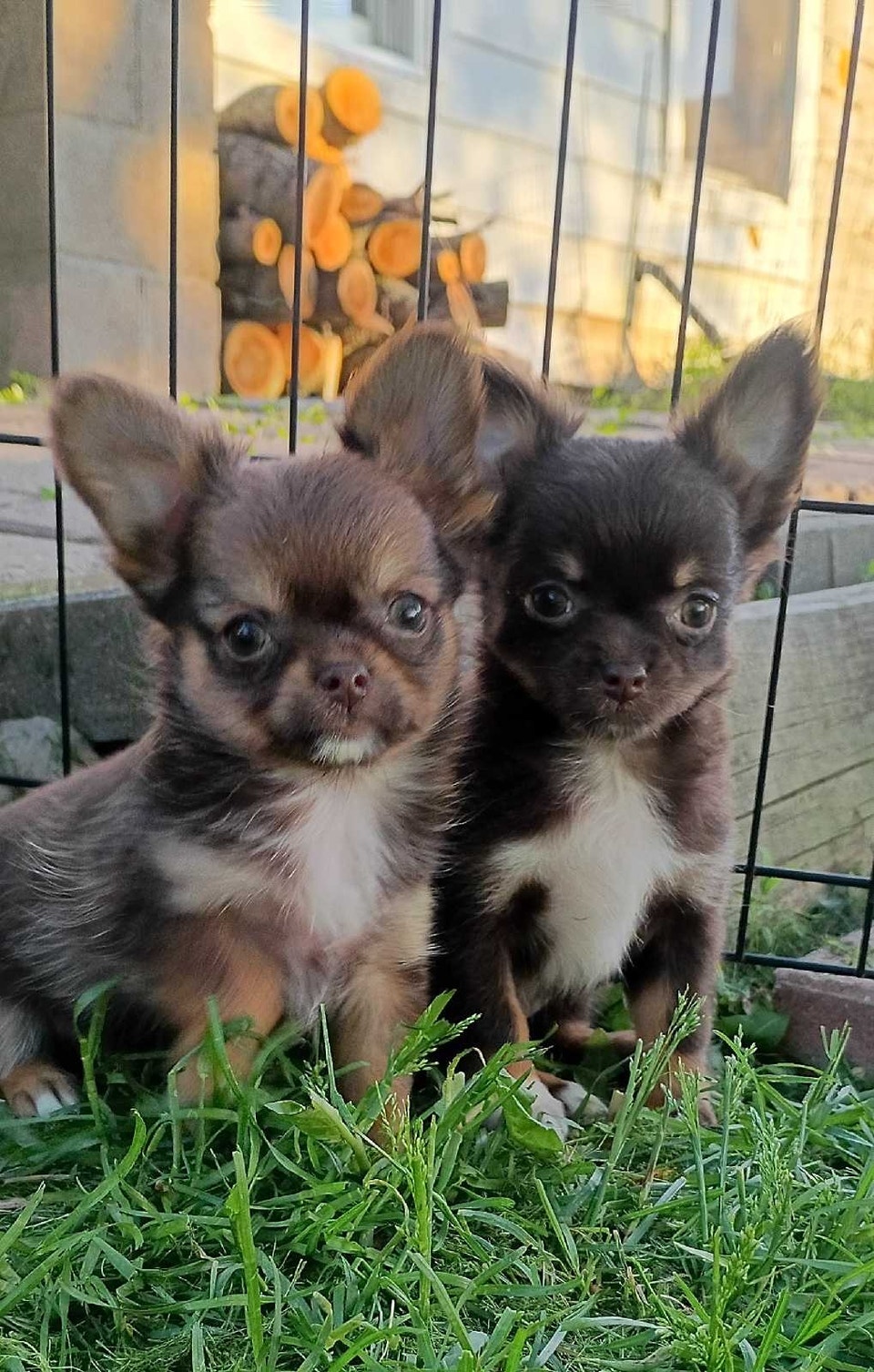 long hair Chihuahua puppies | Dogs & Puppies for Rehoming | Kingston ...