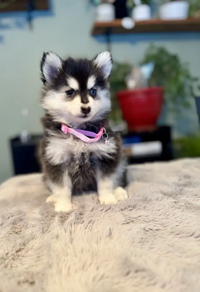 Pomsky F4 | Dogs & Puppies for Rehoming | Longueuil / South Shore ...