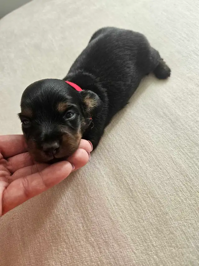 teckels miniatures poil long | Dogs & Puppies for Rehoming | Trois ...