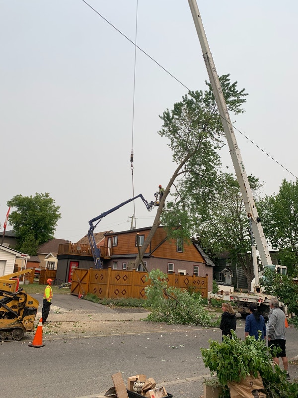 Tree Removal / Branch Removal / Stump Grinding * fully insured | Lawn ...