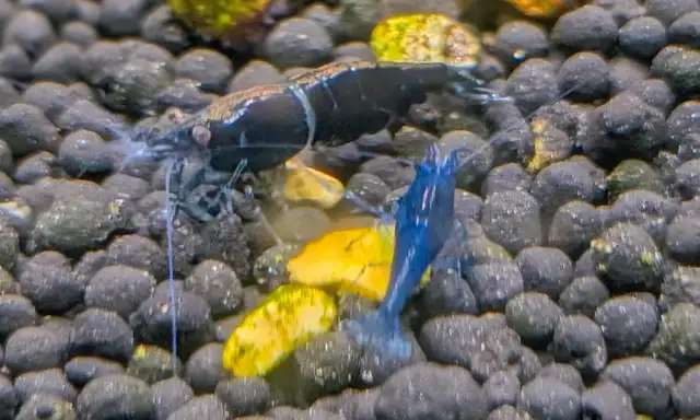 15 for $10 Black/Blue Neocaridina Shrimp Colour Variation | Fish for ...