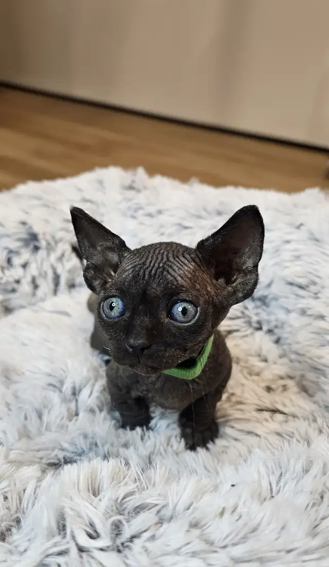 Chatons Sphynx elf et munchkin à réserver Disponibles | Cats & Kittens ...