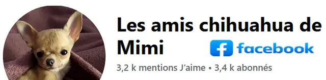Chihuahua ️Mâle Mini ️Protection100%.GarantieTop Qualité★★★ | Dogs ...