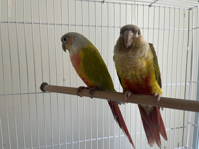 Pineapple and Dilute Breeding Pair | Birds for Rehoming | Mississauga ...