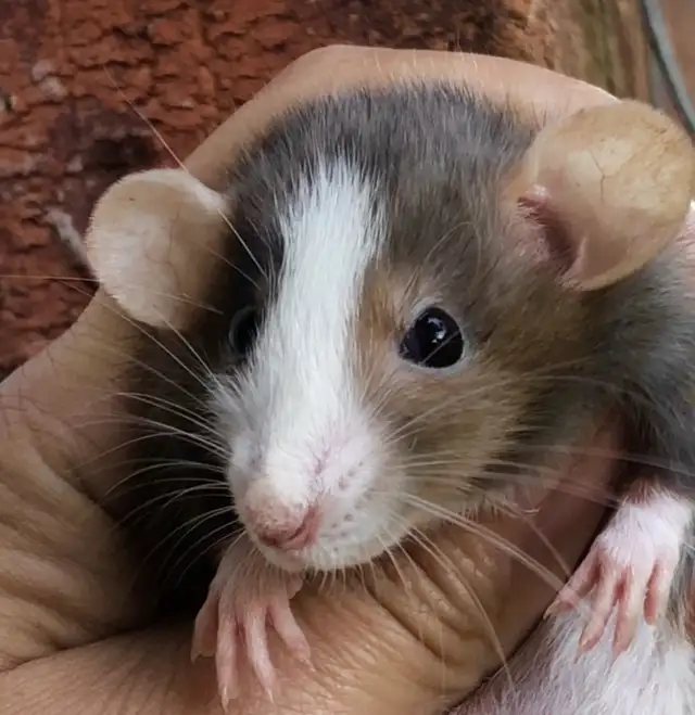 Rat Babies in Dwarf & Standard size ~ Health Tested Ratte | Small ...