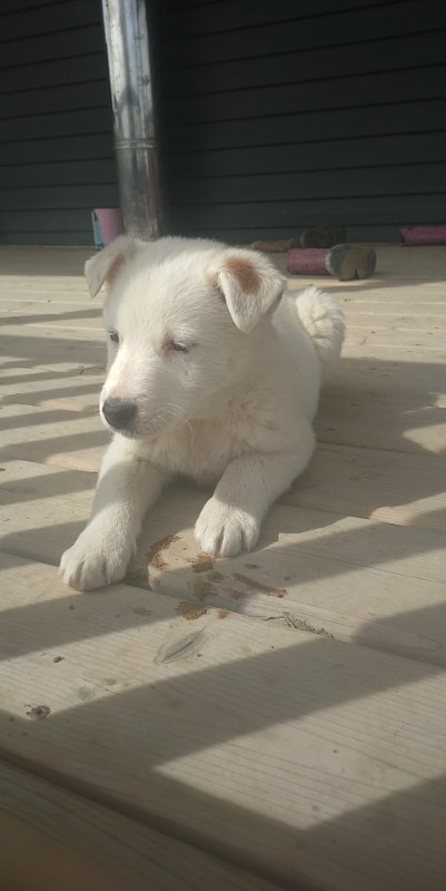 Border collie puppy | Dogs & Puppies for Rehoming | Chatham-Kent | Kijiji