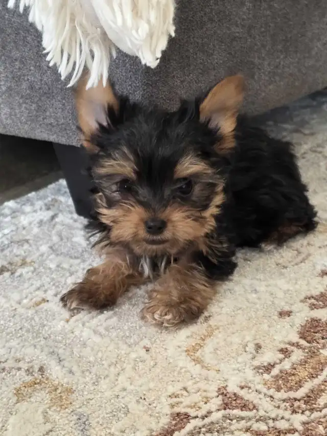 Tiny Doll-Face Yorkies | Dogs & Puppies for Rehoming | Red Deer | Free ...