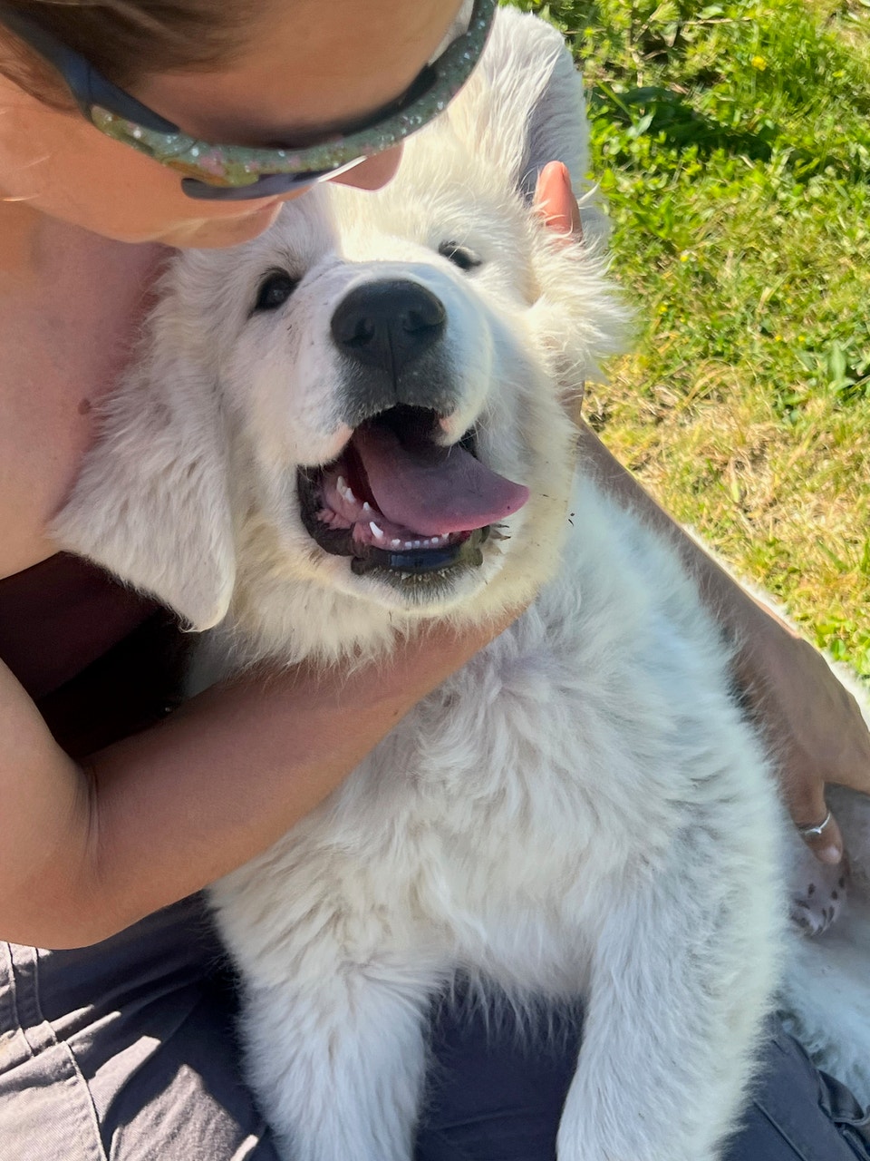 Great Pyrenees/Maremma Livestock guardian Puppies | Dogs & Puppies for ...