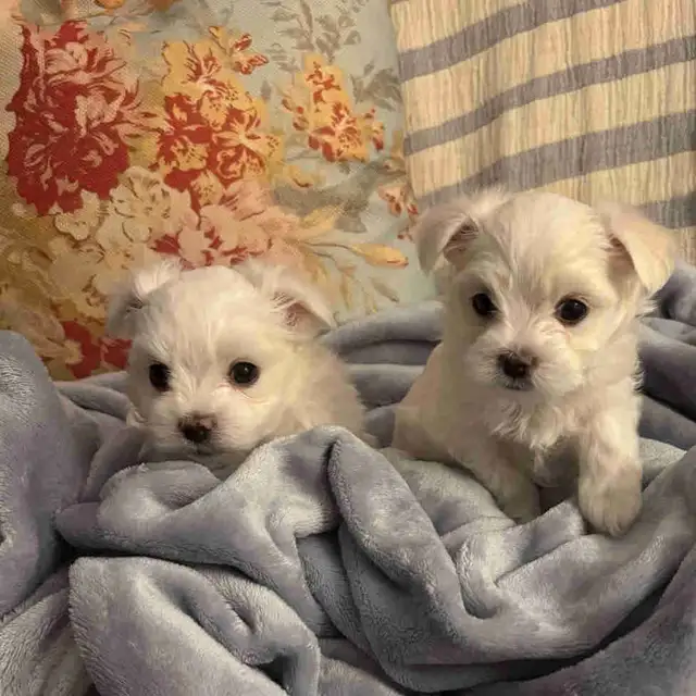 Beautiful Maltese Pups female and males | Dogs & Puppies for Rehoming ...