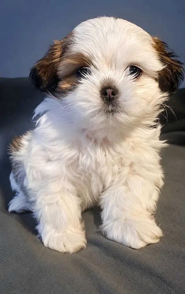Adorable Shih tzu pupps (female) (1 still Available) | Dogs & Puppies ...