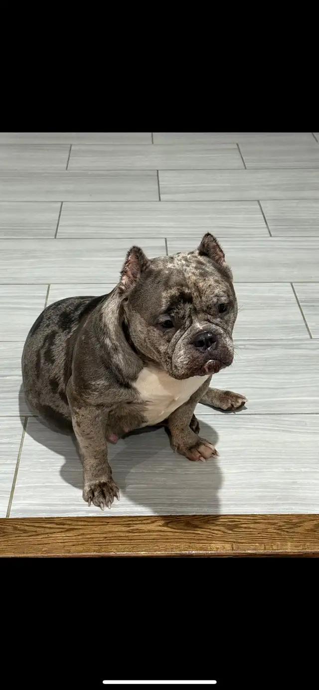 Pocket micro mixed bully PUPS ONLY 2 pups REMAINING | Dogs & Puppies for Rehoming | City of ...