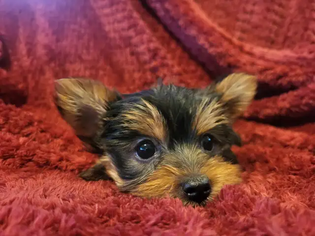 Yorkie Puppies | Dogs & Puppies for Rehoming | Victoria | Free local ...