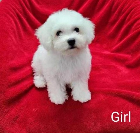 Gorgeous Purebred Bichon Frise puppies | Dogs & Puppies for Rehoming ...