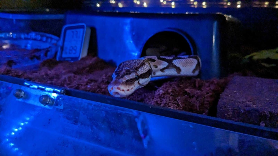 Female Adult Ball Python | Reptiles & Amphibians for Rehoming ...