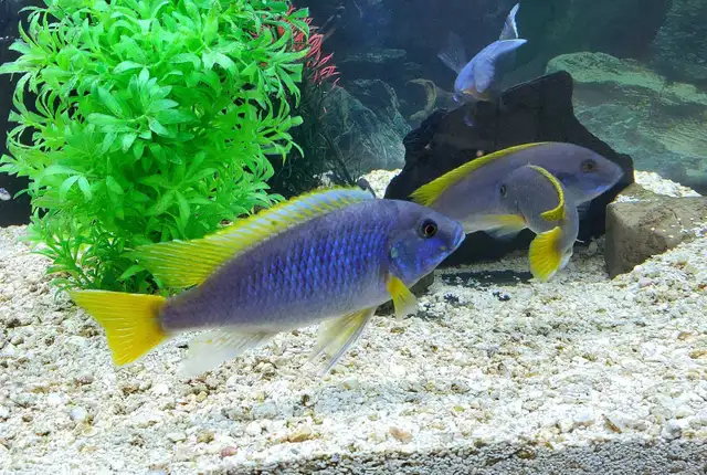 Cichlidés Africains Pseudotropheus Acei Msuli | Fish for Rehoming ...