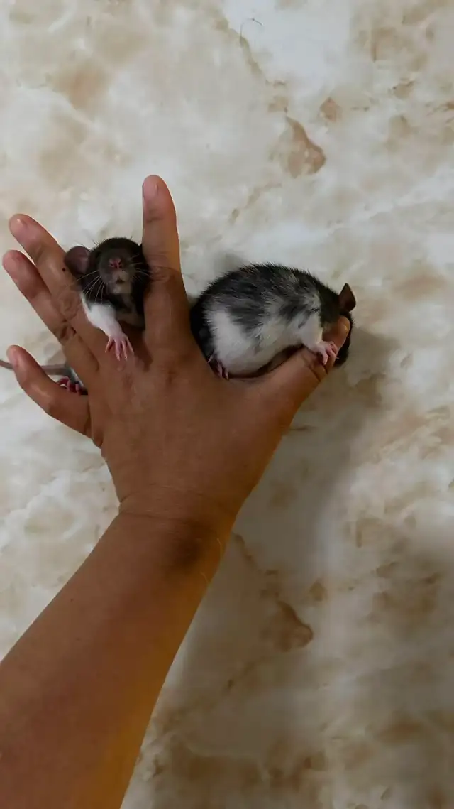 2 male rats bundle deal | Small Animals for Rehoming | City of Toronto ...