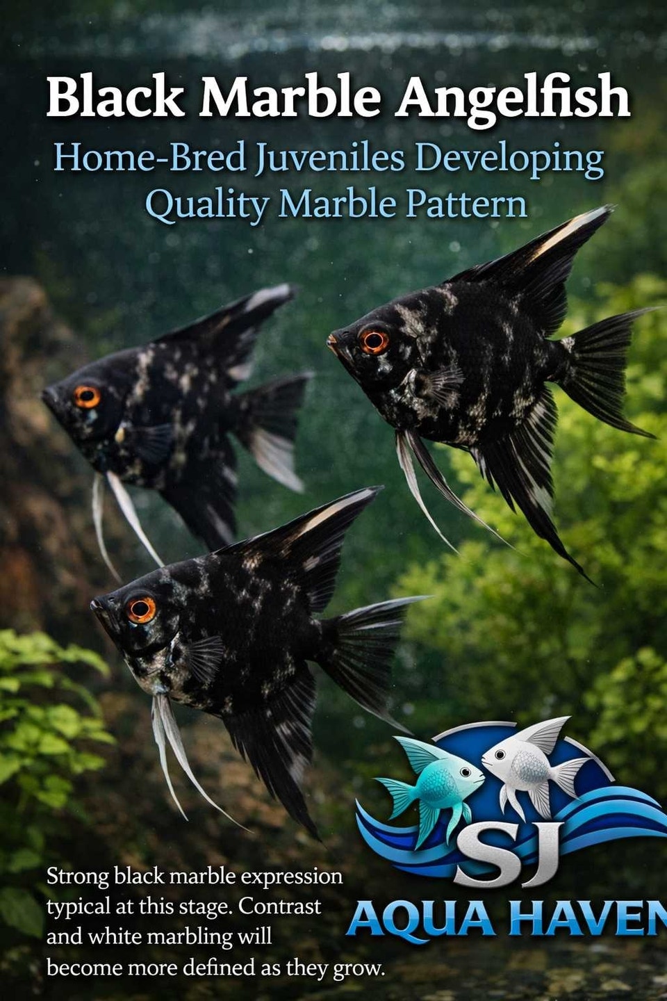 Black Marble Juvenile Angelfish | Fish for Rehoming | Ottawa | Free ...