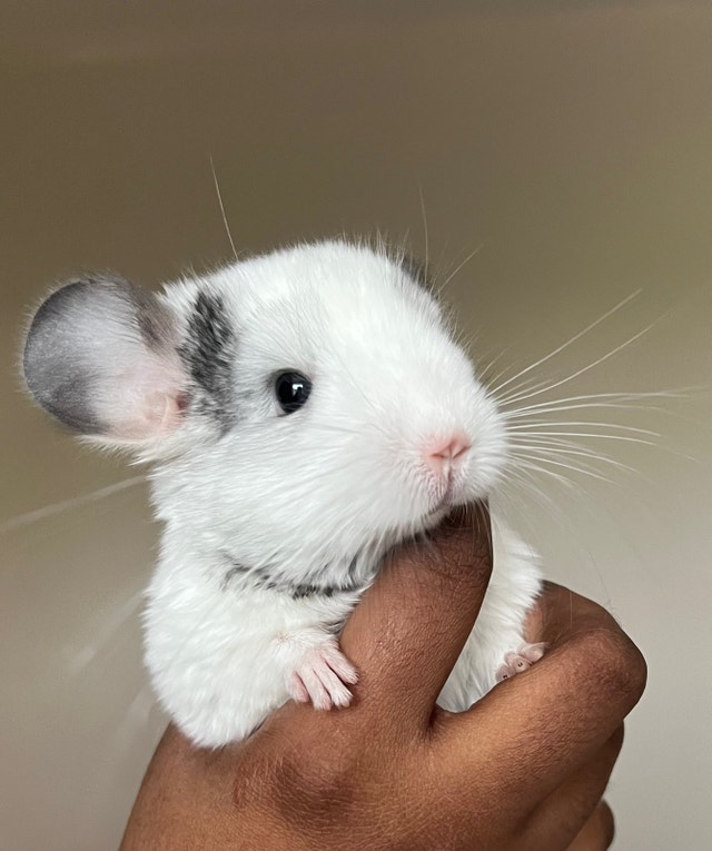 Chinchilla kits looking for their forever homes | Small Animals for ...