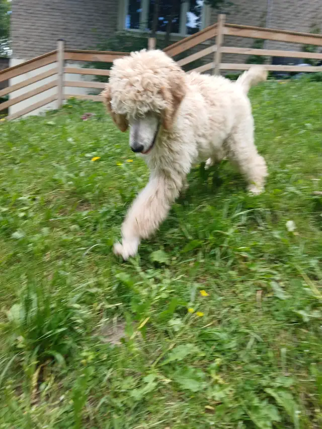 Standard Poodle Puppies | Dogs & Puppies for Rehoming | Markham / York ...