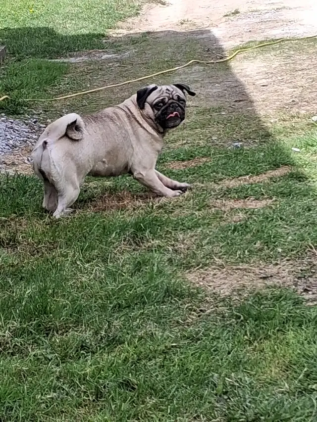 Carlin Pug fenelle | Dogs & Puppies for Rehoming | City of Montréal ...
