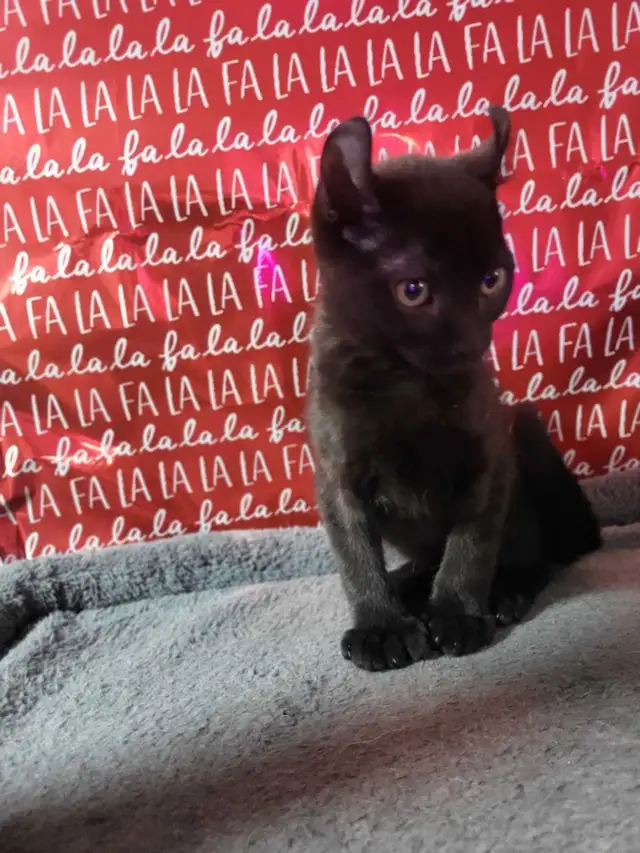 magnifique chatton highland lynx pure race | Cats & Kittens for ...